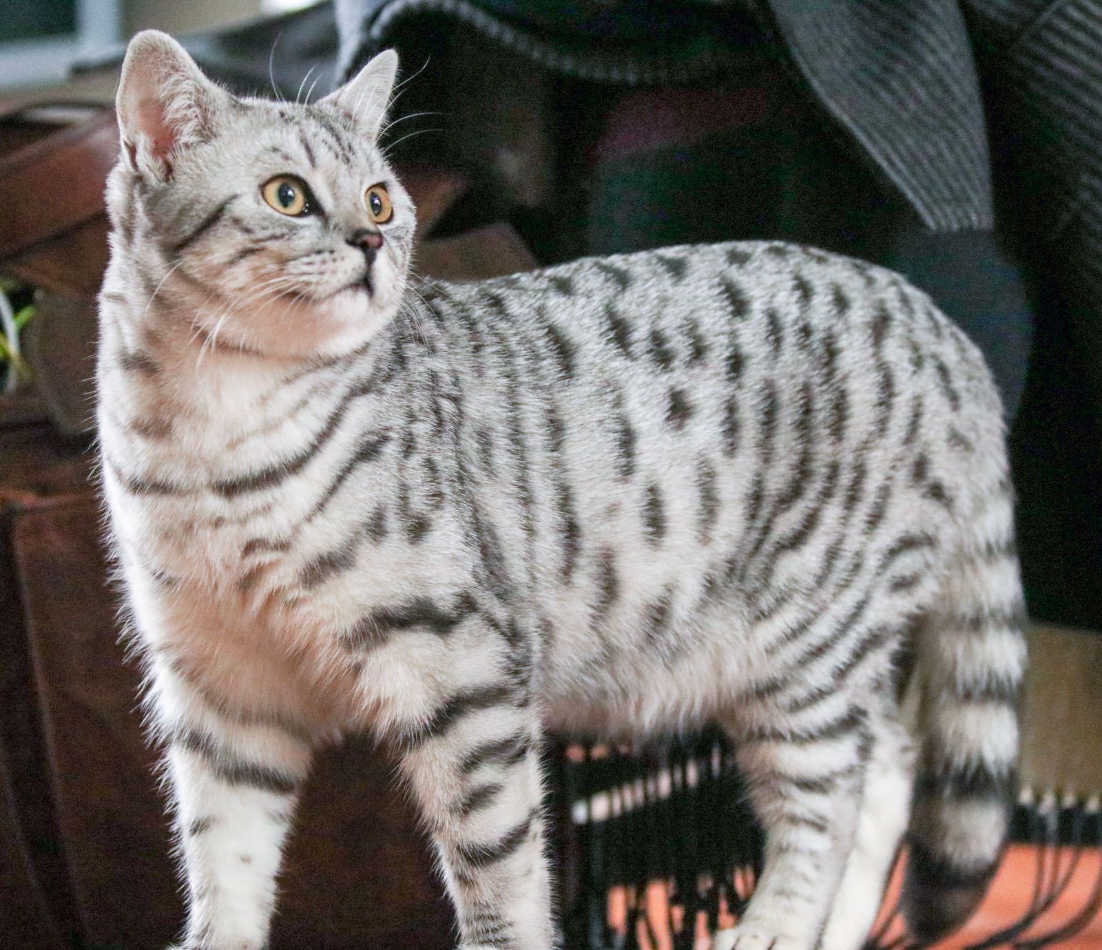 kittens 2017 – Metallicat