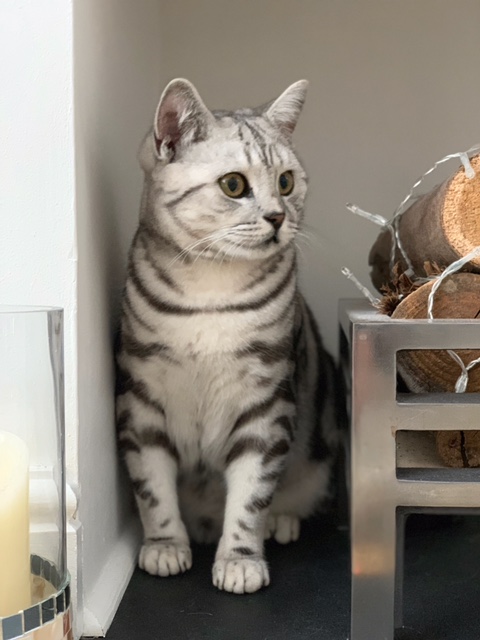 kittens 2018 – Metallicat