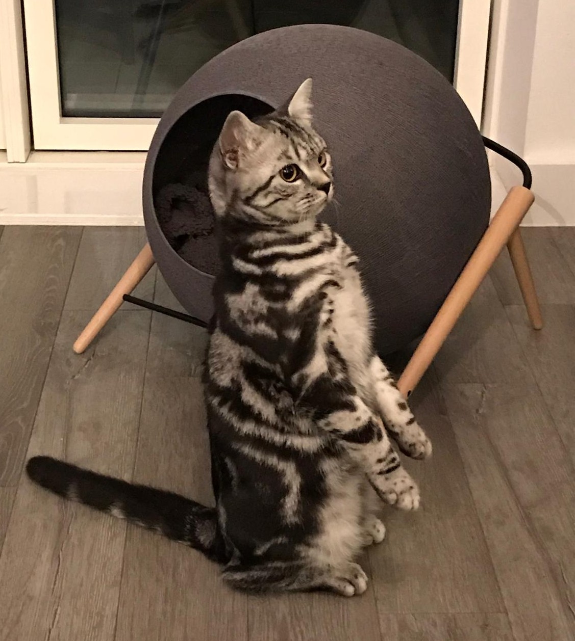 kittens 2018 – Metallicat