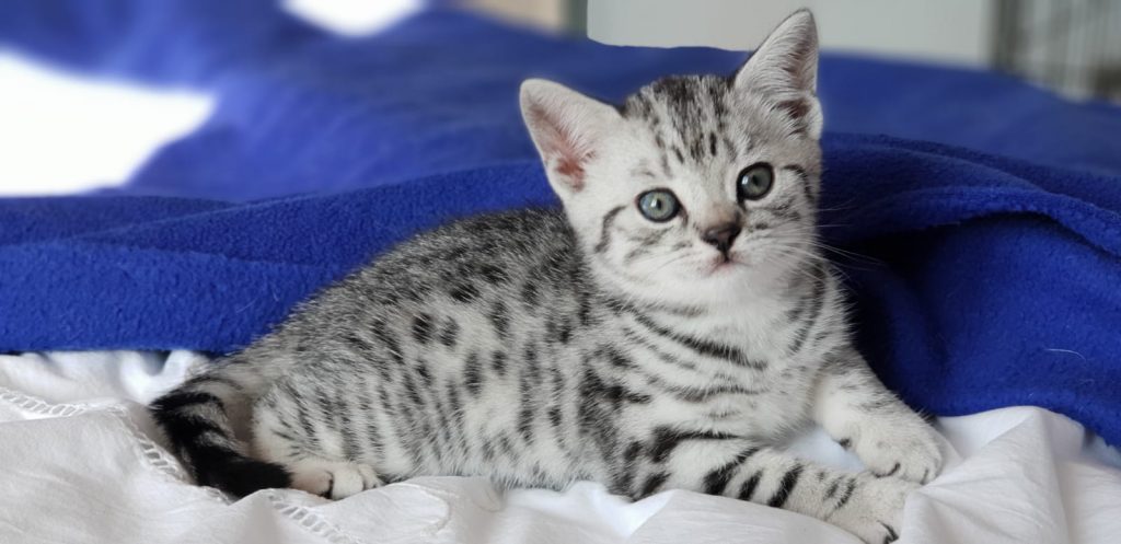 kittens 2018 – Metallicat